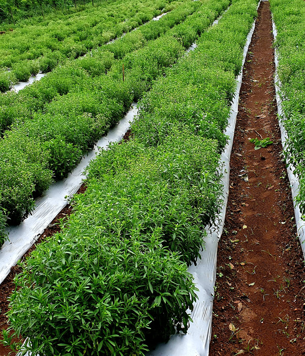 Stevia Farms